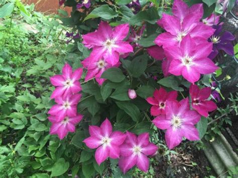 Clematis Viva Polonia (Клематис Вива Полония) | Растения за градината
