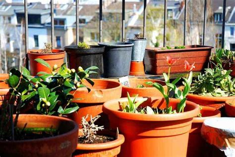 Tag Des Gartens In Deutschland Juni