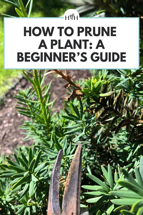 Pruning Plants The Complete Step By Step Guide Artofit