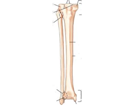 Ap View Of Tib Fib Anatomy Quiz