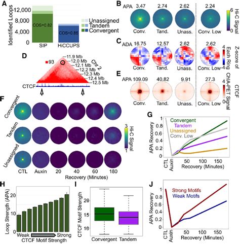 characterization of ctcf loops with sipmeta a number of loops in