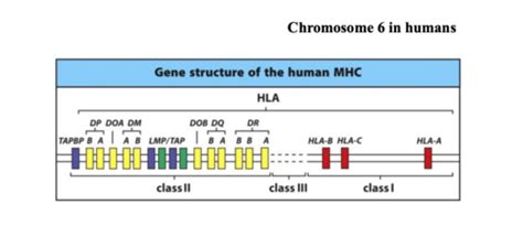 Hla And Disease Flashcards Quizlet