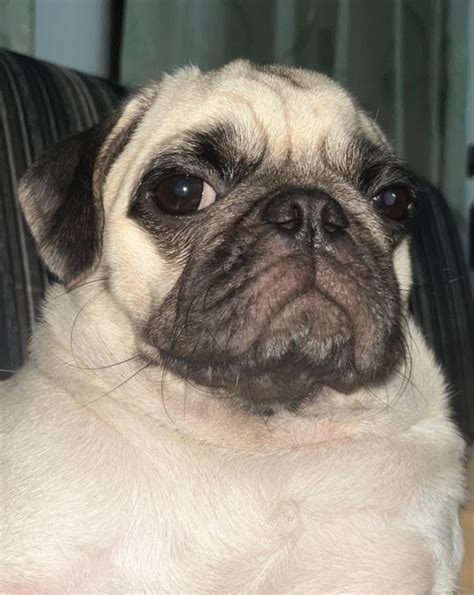 Chad Pug Rpugs