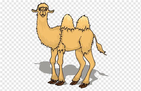 Верблюд картинка для детей на прозрачном фоне