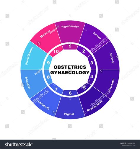 Diagram Concept Obstetrics Gynaecology Text Keywords Stock Vector