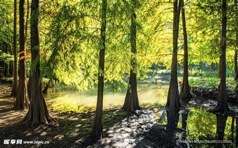 森林摄影图 山水风景 自然景观 摄影图库 昵图网