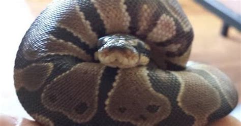 My Grumpy And Sick Python Frederick C Imgur
