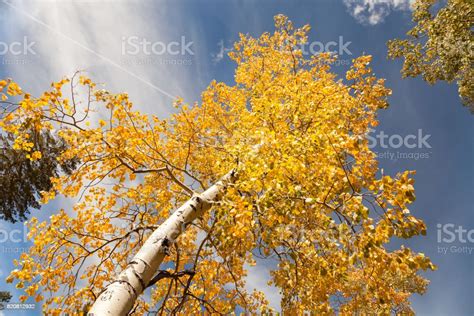 노란 잎 붉은 색조 단풍 푸른 하늘가 배경으로 자세한 나뭇가지 추상적인 아름다움 Bokeh와 자연 배경 0명에 대한 스톡 사진 및 기타 이미지 Istock