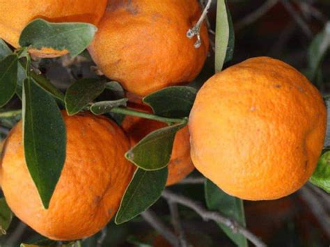 Dancy Tangerine Tree • Just Fruits And Exotics