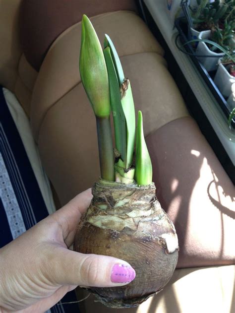 Амариллис 150 фото правила выращивания и ухода за растением в домашних условиях