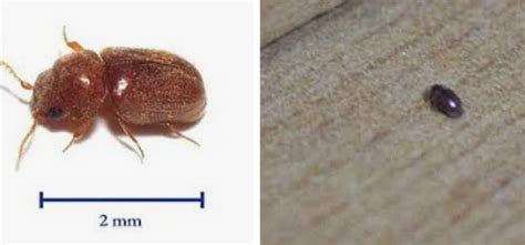 동그란 권연벌레 퇴치법 부탁드립니다 사진있음 ㅣ 궁금할 땐 아하