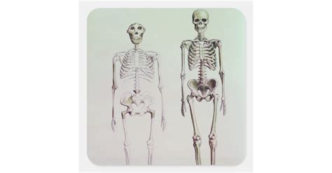 Skeletons Of Australopithecus Boisei Square Sticker Zazzle