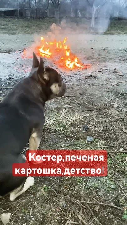 Печеная картошка на костре Вкус детства французский бульдог питомцы зима костёр картошка