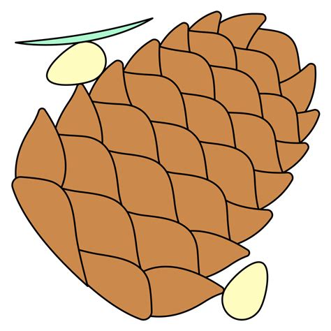 Кедровые орехи польза состав БЖУ сколько съедать в день возможный вред