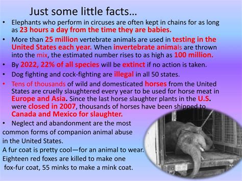Ppt Animal Abuse Powerpoint Presentation Free Download Id2127387