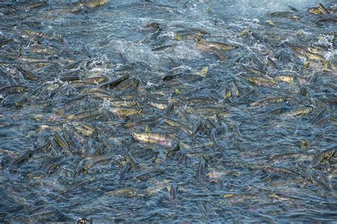 Mass Of Chum Salmon Many Spawning Southeast Alaska Usa 2