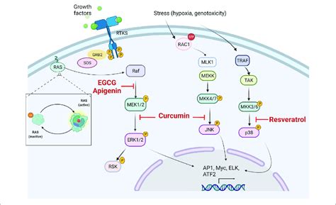 Potential Sites Of Inhibitory Actions Of Polyphenols In Mapk Download Scientific Diagram