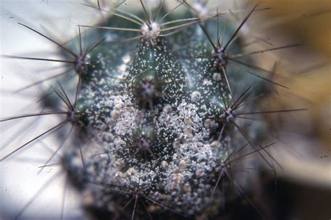 Aphids On Cactus Do I Have Aphids On My Mammilaria R Cactus Drawing Tolman
