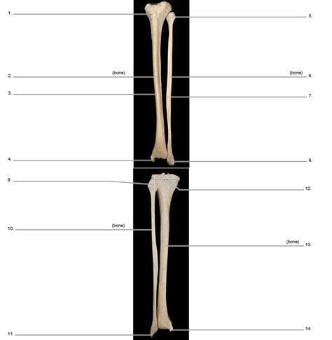 Lab Midterm Skeleton Diagram Quizlet