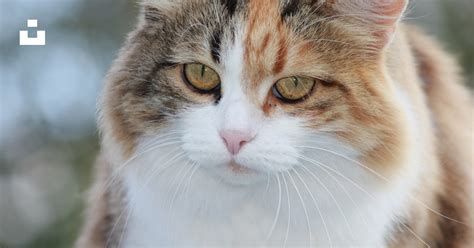 주황색 줄무늬 고양이 사진 Unsplash의 무료 고양이 이미지