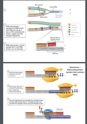 Cellular Senescence Flashcards Quizlet