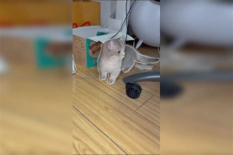 她预判了我的预判