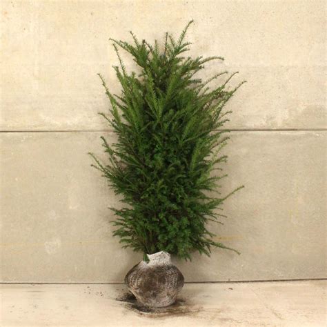 What Is A Root Ball Hedge Hedges Direct