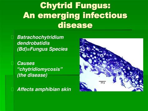 Ppt Impact Of Chytrid Fungus On Amphibian Populations Biodiversity