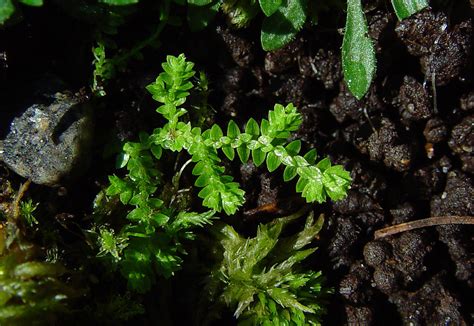Genus Selaginella Spikemoss Go Botany