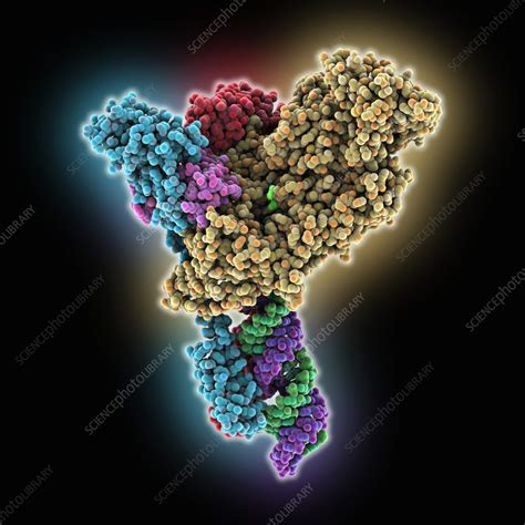 Sars Cov 2 Replication Transcription Illustration Stock Image C057