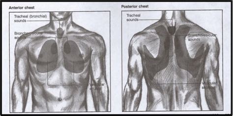 Cardio Pulm Lab 1 Pulmonary Objectives Practical Skills Flashcards Quizlet