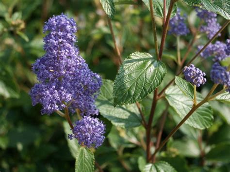 20 Ceanothus Varieties To Grow In Your Beautiful Garden Uk The Arches