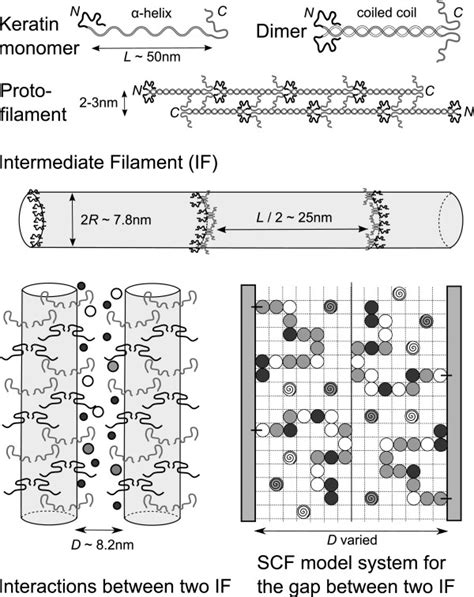 If Organisation And The Scf Model Of N And C Terminal Domains Attached Download Scientific