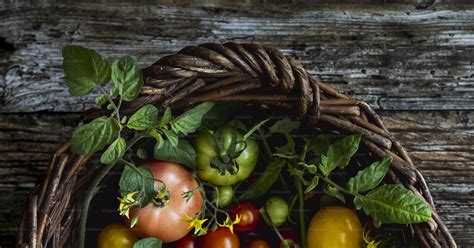 다양한 종류의 토마토로 가득 찬 바구니 사진 Unsplash의 신선한 음식 이미지