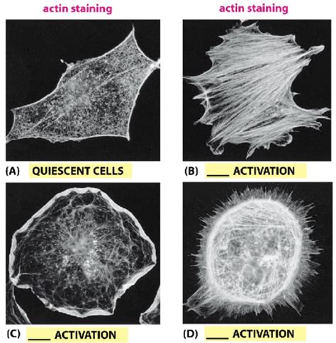 Cytoskeleton Flashcards Quizlet