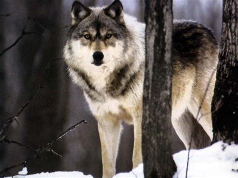 Timber Wolf Wallpapers Wallpaper Cave