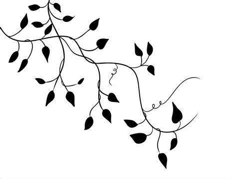 Vine Clipart Black And White Vines Illustration Black And White Stock