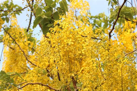 Lluvia Dorada Flores Cassia Fistulosa árbol Foto Premium