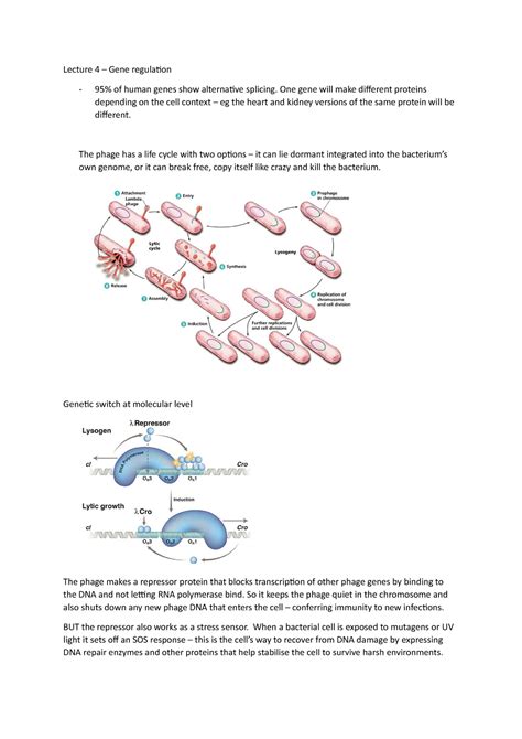 Lecture Gene Regulation Lecture Gene Regulation Of Human