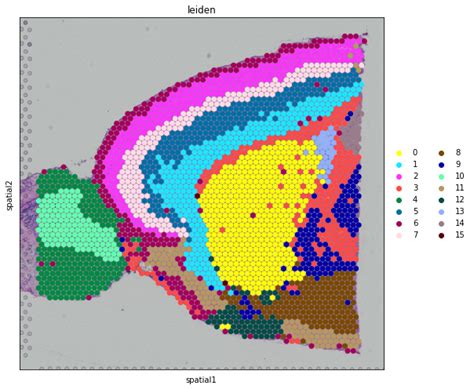 Analysis Of X Visium Mouse Brain Slice Spasrl Documentation