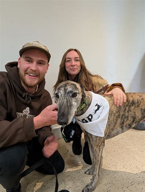 Greyhound Adoption Program Vic