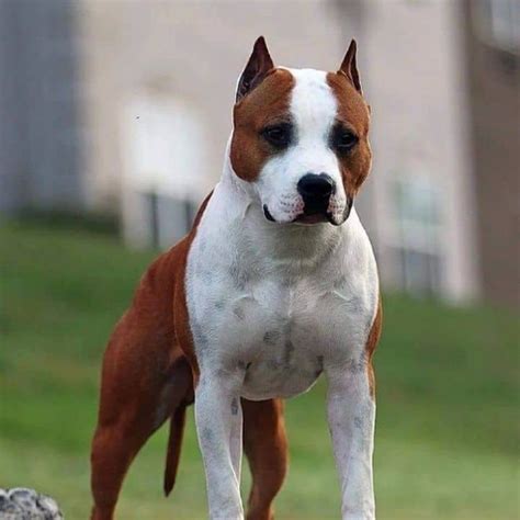 Harrison Samuel Youtube