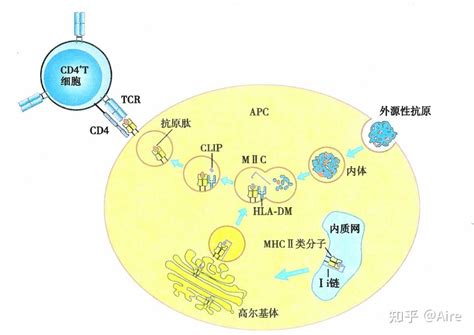 灭活疫苗引起细胞免疫 知乎