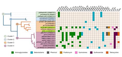 Phylogenetic Tree And Resistance Heatmap Plasmids From The Current Download Scientific Diagram