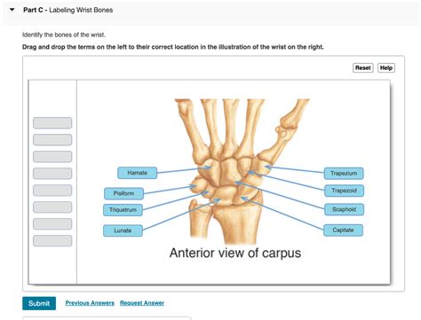 Solved Identify The Bones Of The Wrist Drag And Drop The