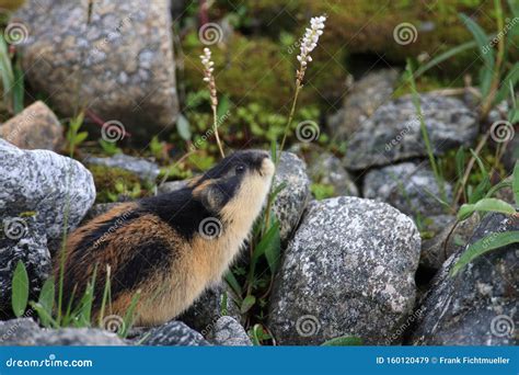 Norwegian Lemming Jotunheimen Norway Stock Image Image Of Shelter