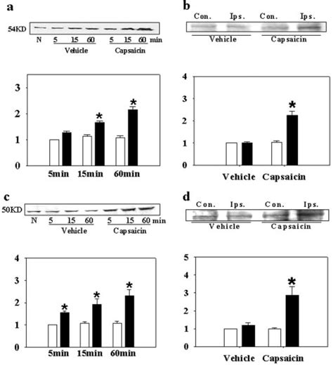Expression Of Spinal Cord Camk Ii And Phospho Camk Ii After Capsaicin