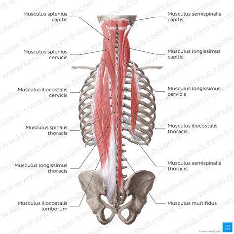 Multifidus Muscle