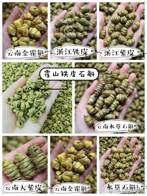 铁皮石斛的功效与作用有很多，石斛的正确吃法百科ta说