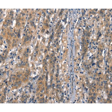 Anti Cdh5 Antibody A46872
